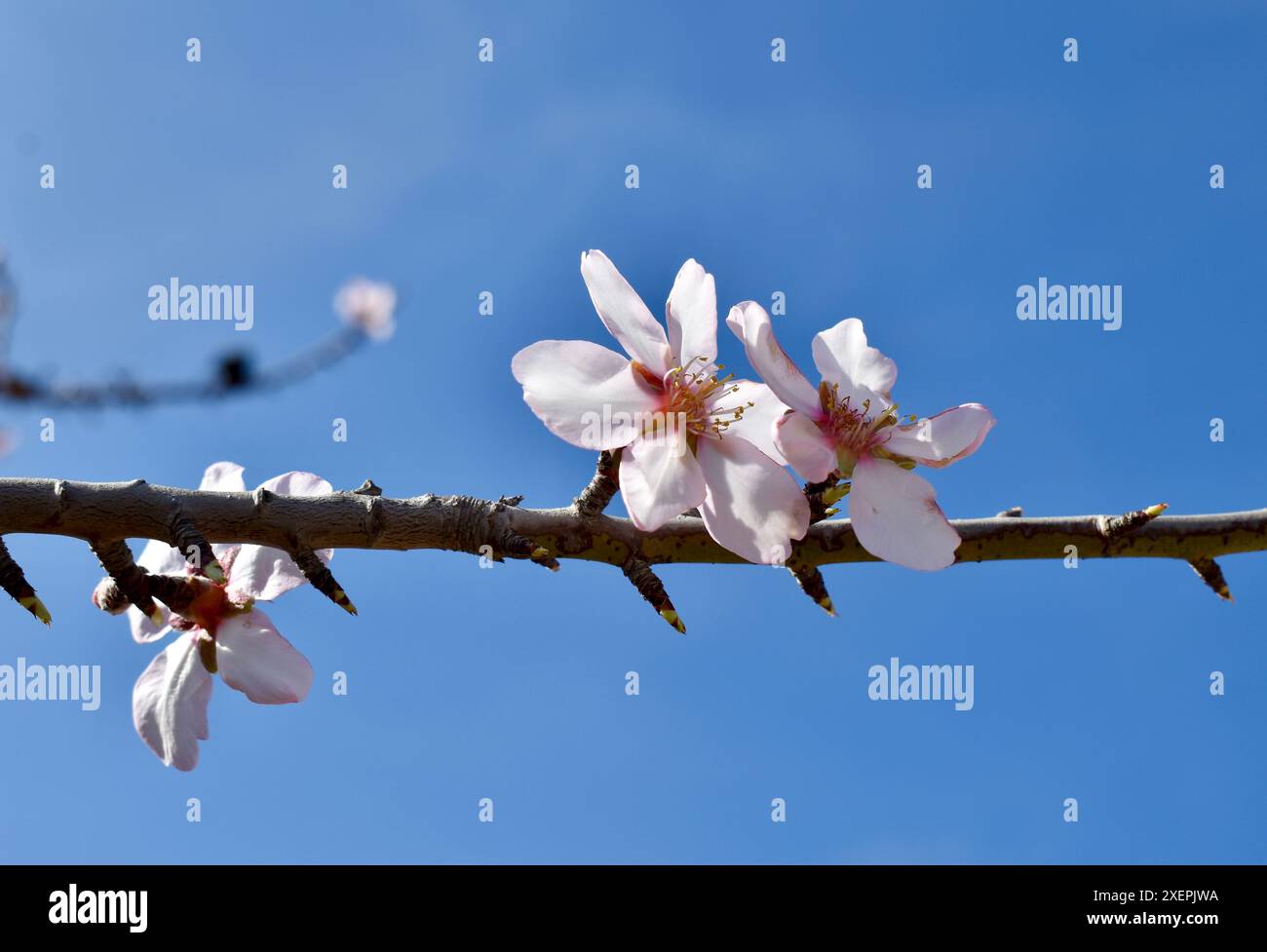 Almond buds hi-res stock photography and images - Alamy