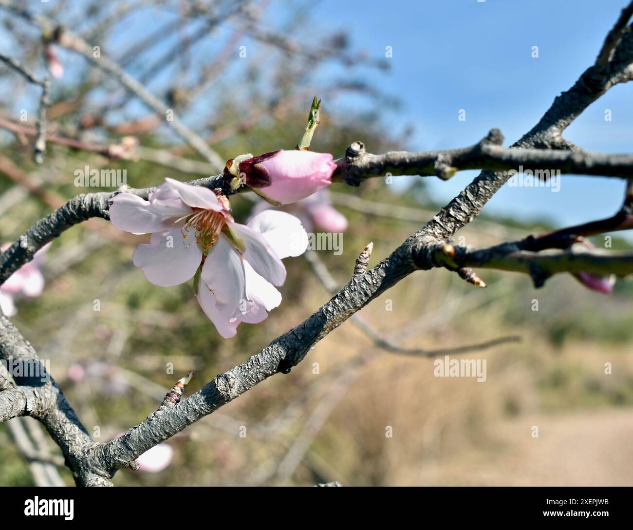 Almond buds hi-res stock photography and images - Alamy