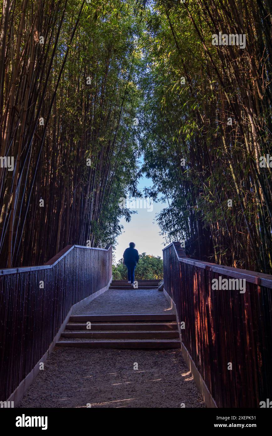 A person walking through a bamboo corridor within the Hamilton Gardens ...