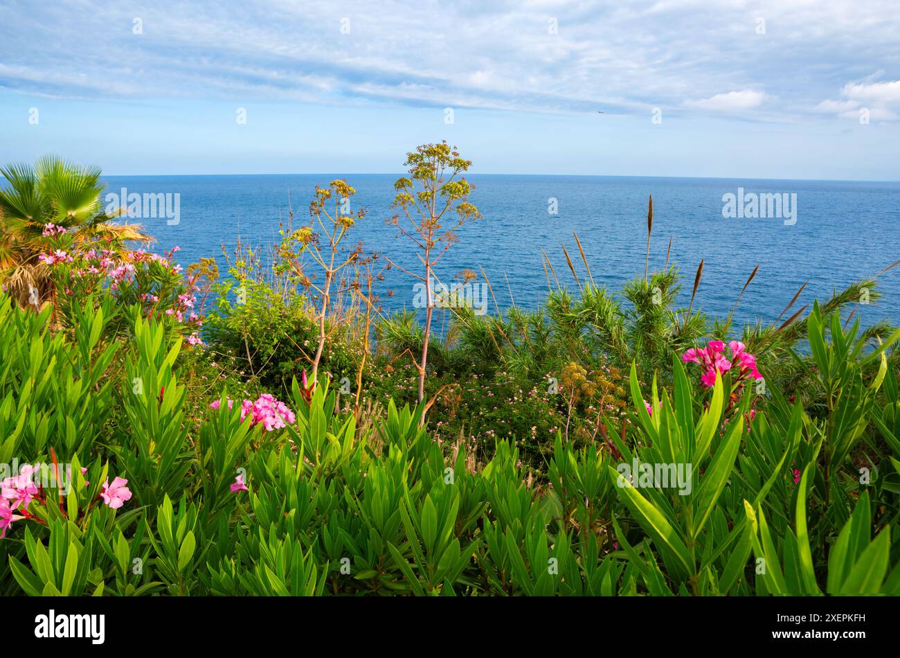 Oleander, Giant Ferrel, and other wildflowers beautify the ...