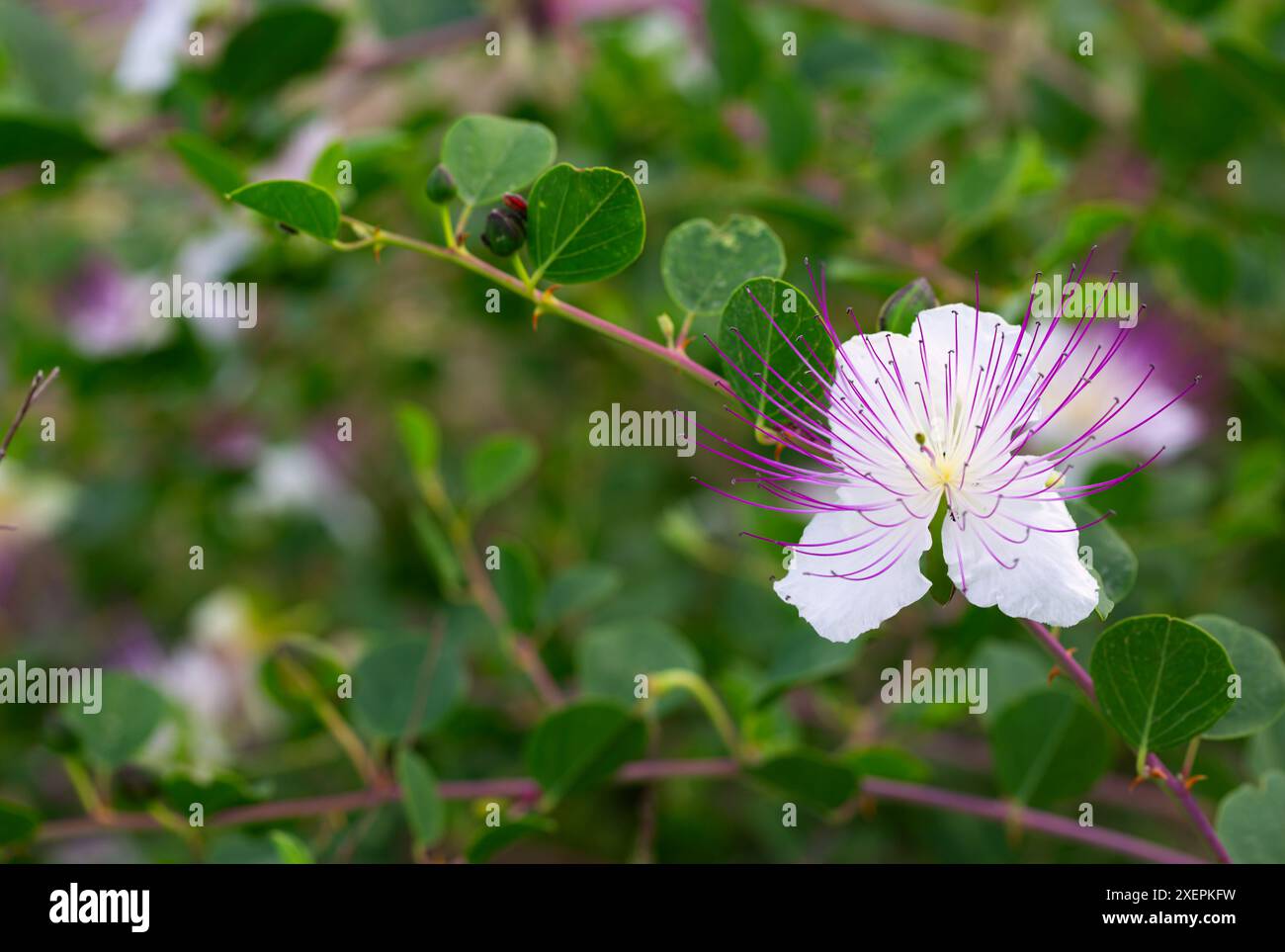Wild caper bush (Capparis spinosa) growing in Antalya Turkey Stock ...