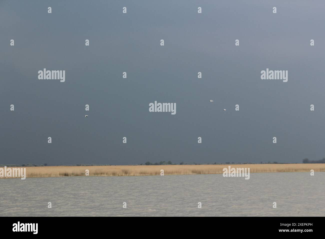 Bird in storm hi-res stock photography and images - Alamy