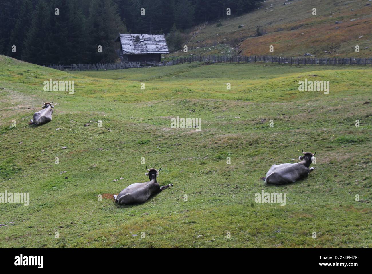 Three Tyrolean gray cattles laying on an alpine pasture Stock Photo - Alamy