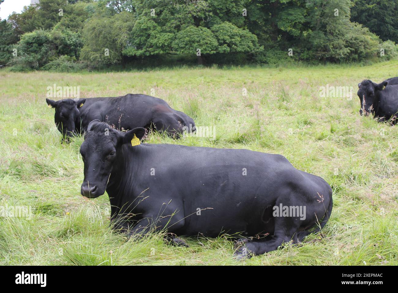 Black angus on green field hi-res stock photography and images - Alamy