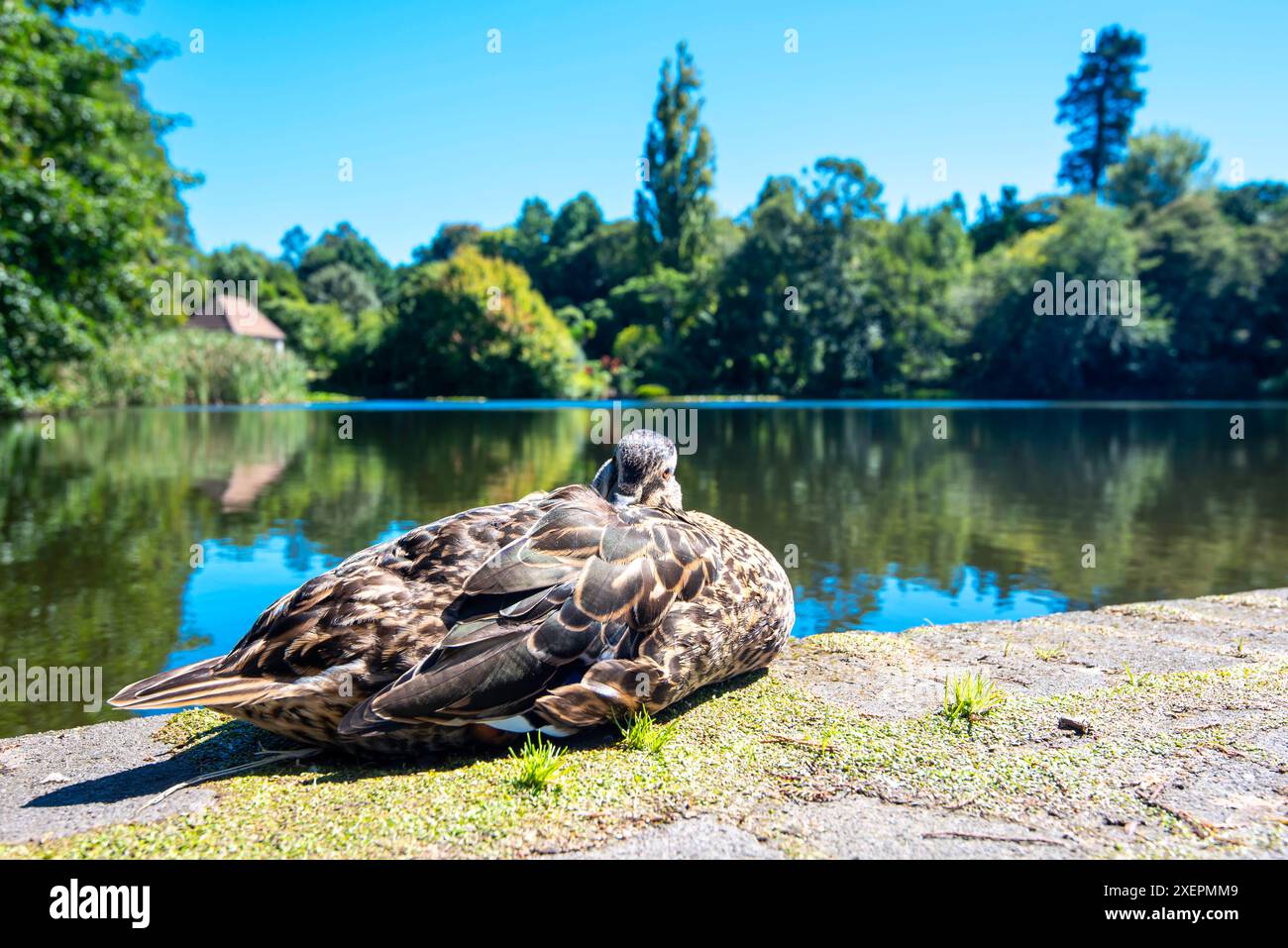 A close up of a Pacific Black Duck (Anas superciliosa) curled up beside ...