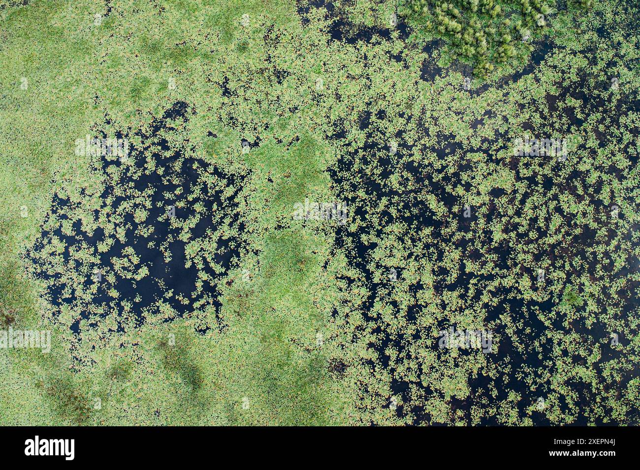 Aerial view of the lush ecosystem around Lake Skadar in Montenegro ...