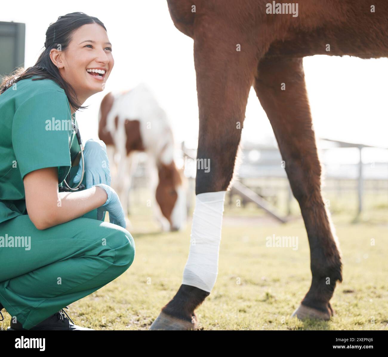 Veterinarian, horse and leg bandage or outside, medical employee and ...