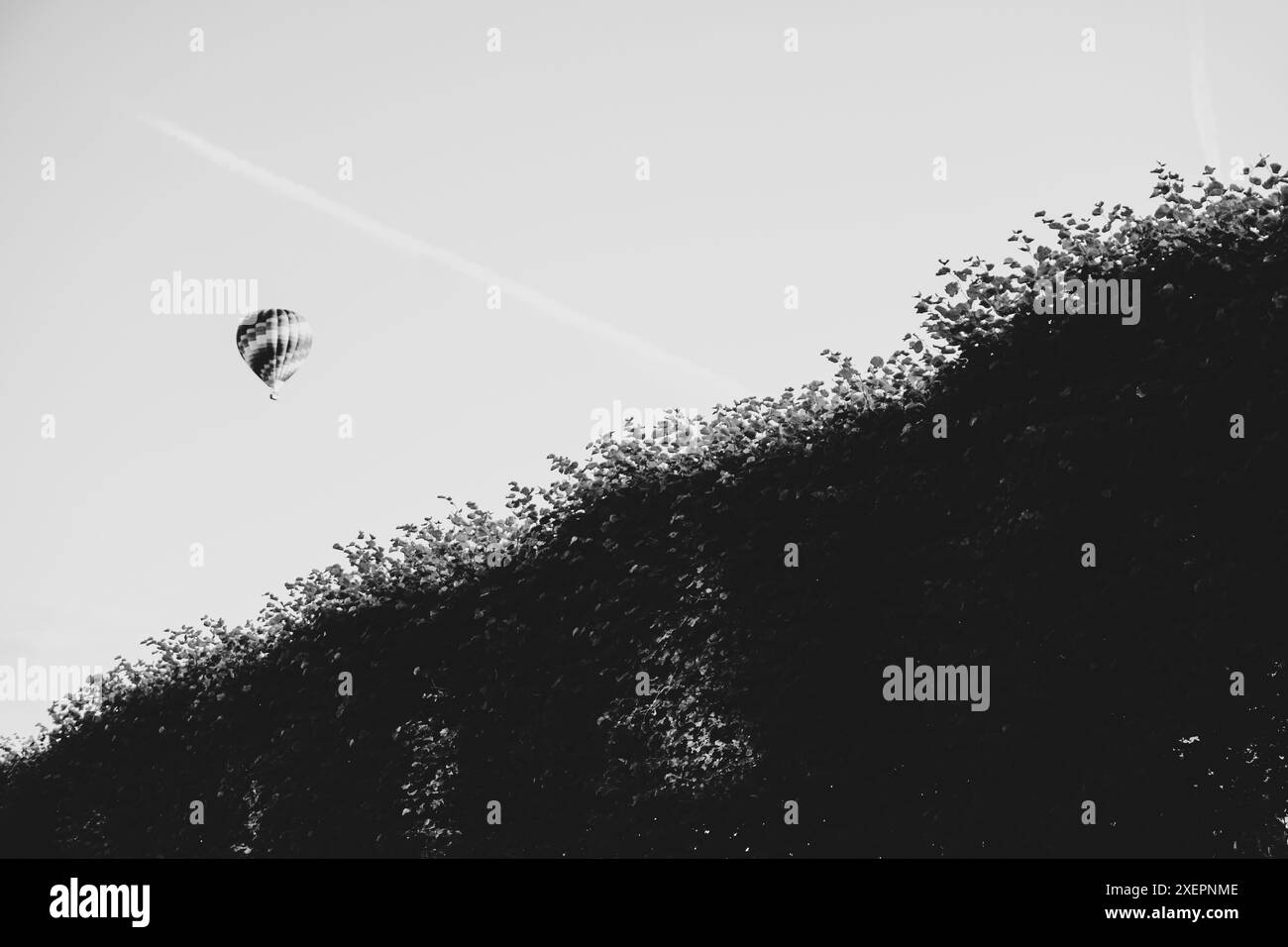 Flying hedge Black and White Stock Photos & Images - Alamy