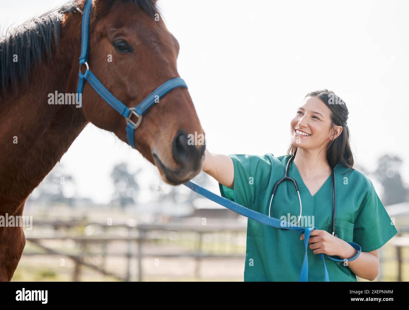 Veterinarian, horse and caring on outside farm, medical employee and ...