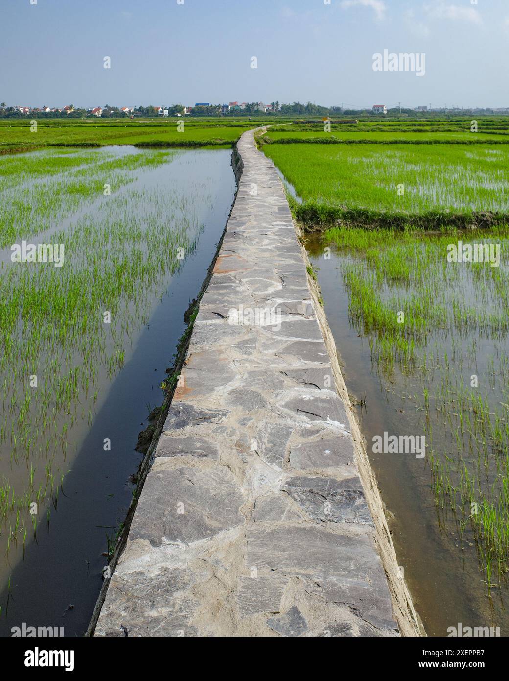 Hoi An, Vietnam - 5 Feb, 2024: Rice Fields in rural farmland on the ...
