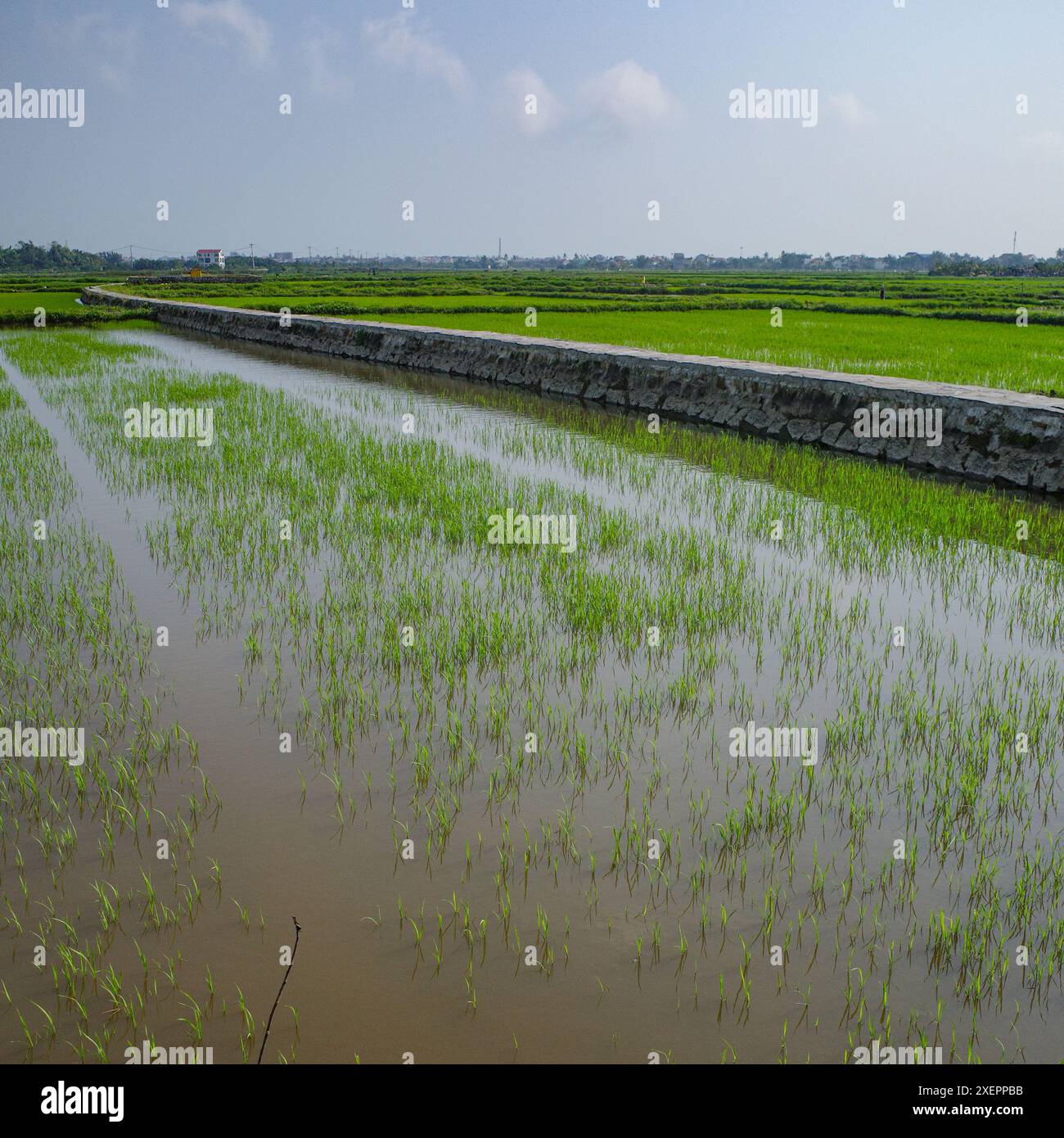Hoi An, Vietnam - 5 Feb, 2024: Rice Fields in rural farmland on the ...