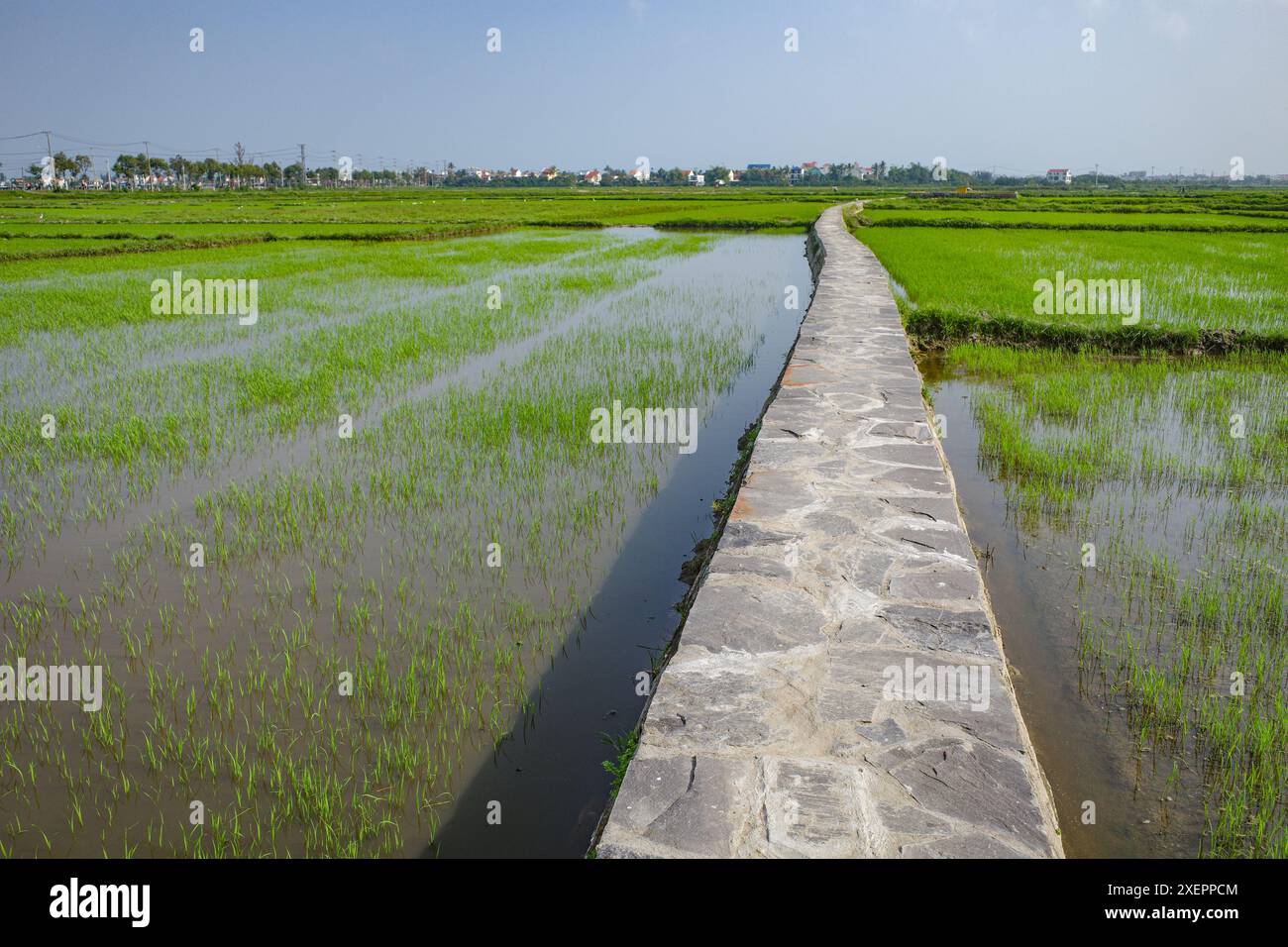 Hoi An, Vietnam - 5 Feb, 2024: Rice Fields in rural farmland on the ...