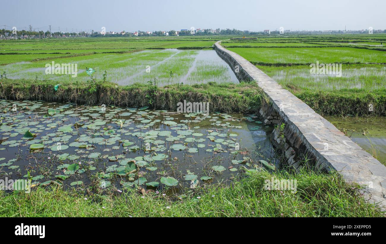 Hoi An, Vietnam - 5 Feb, 2024: Rice Fields in rural farmland on the ...