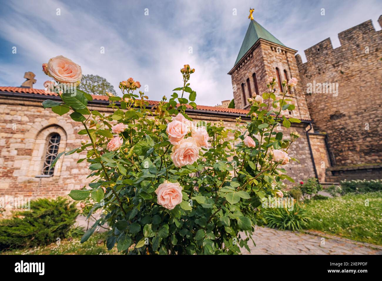 Kalemegdan's Ruzica Church in Belgrade, surrounded by blossoming roses ...