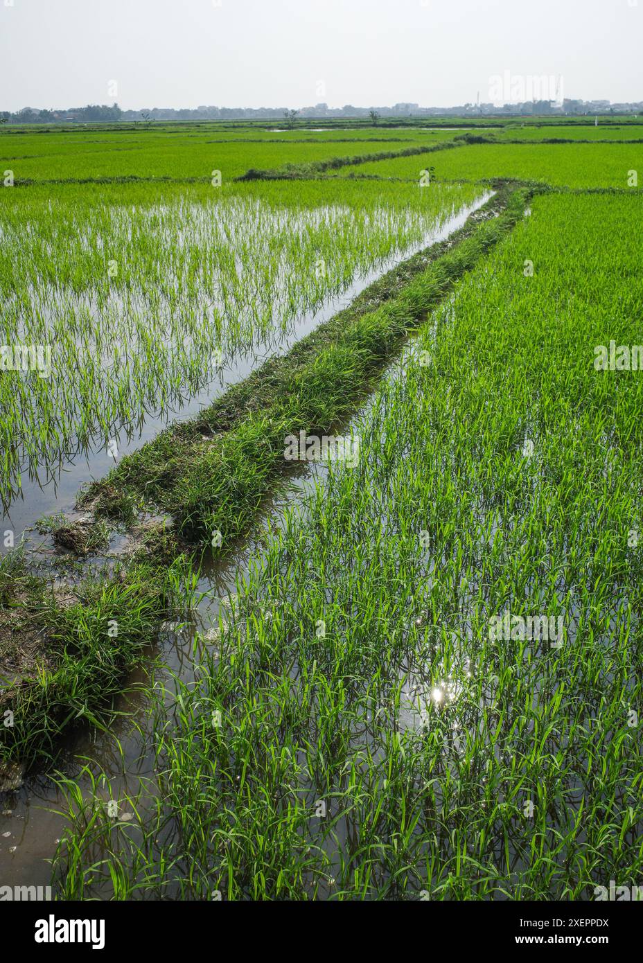 Hoi An, Vietnam - 5 Feb, 2024: Rice Fields in rural farmland on the ...