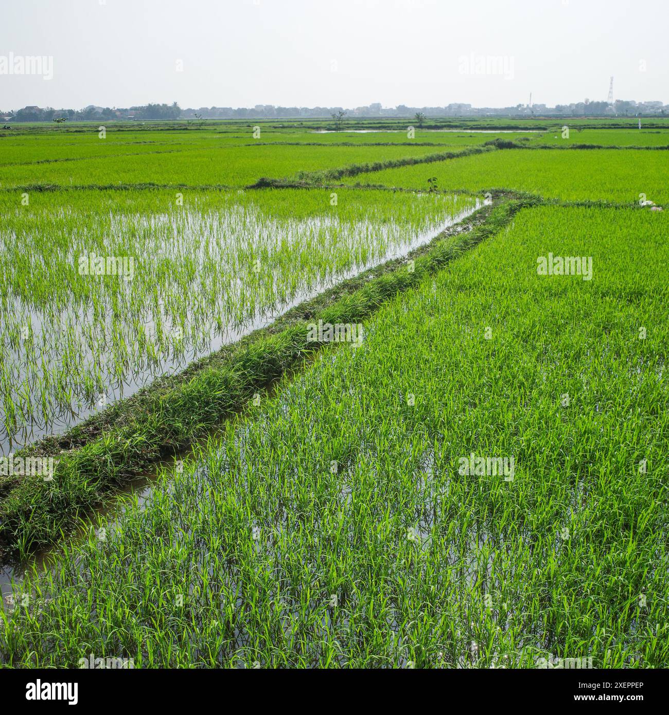 Hoi An, Vietnam - 5 Feb, 2024: Rice Fields in rural farmland on the ...