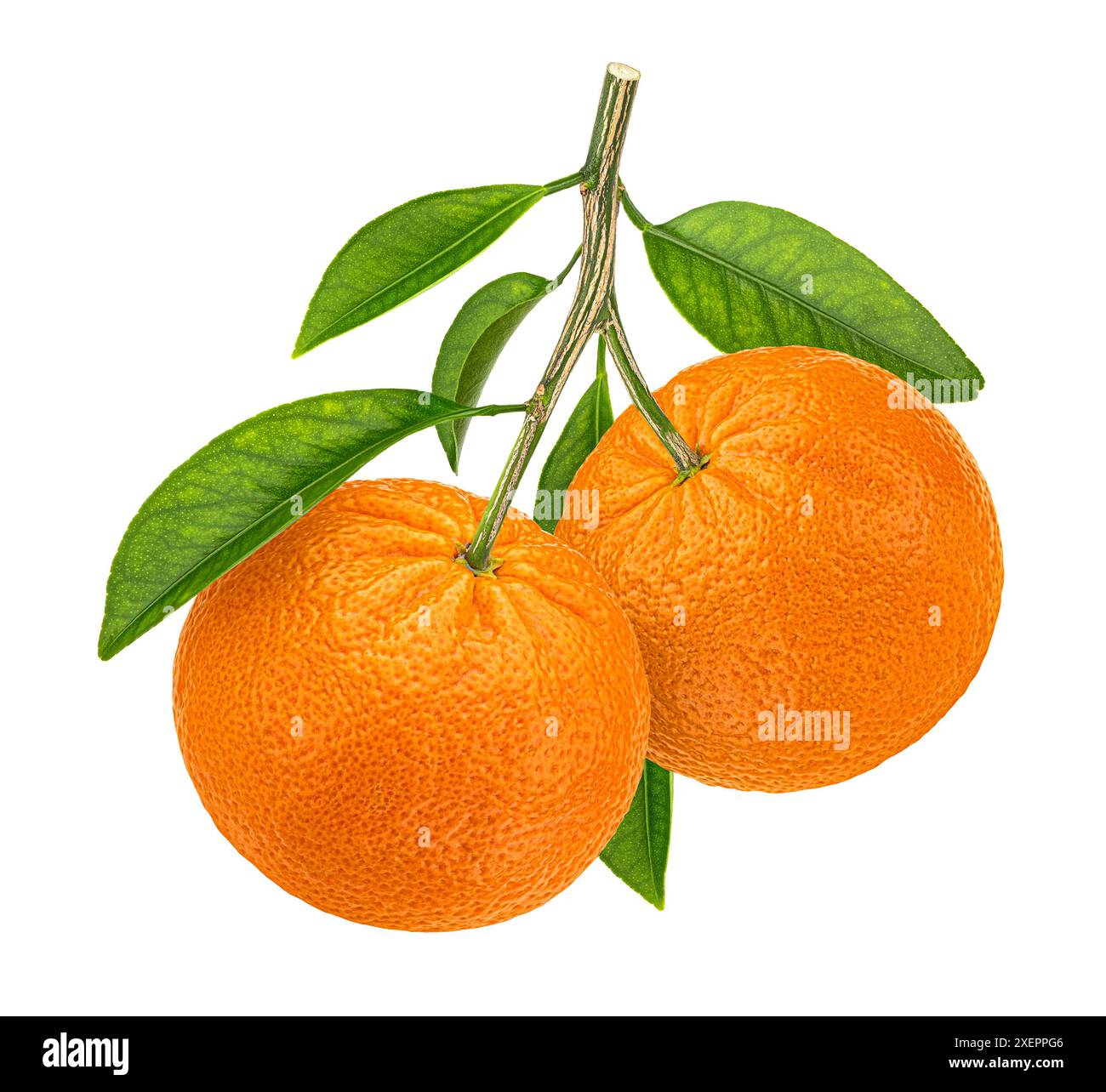 Two mandarins on branch with leaves isolated on white background, full ...