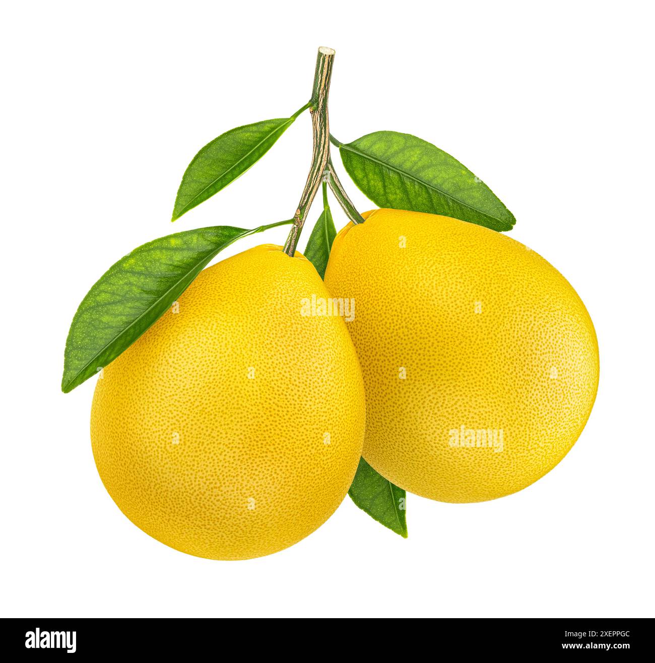 Two pomelo fruits on branch with leaves isolated on white background ...