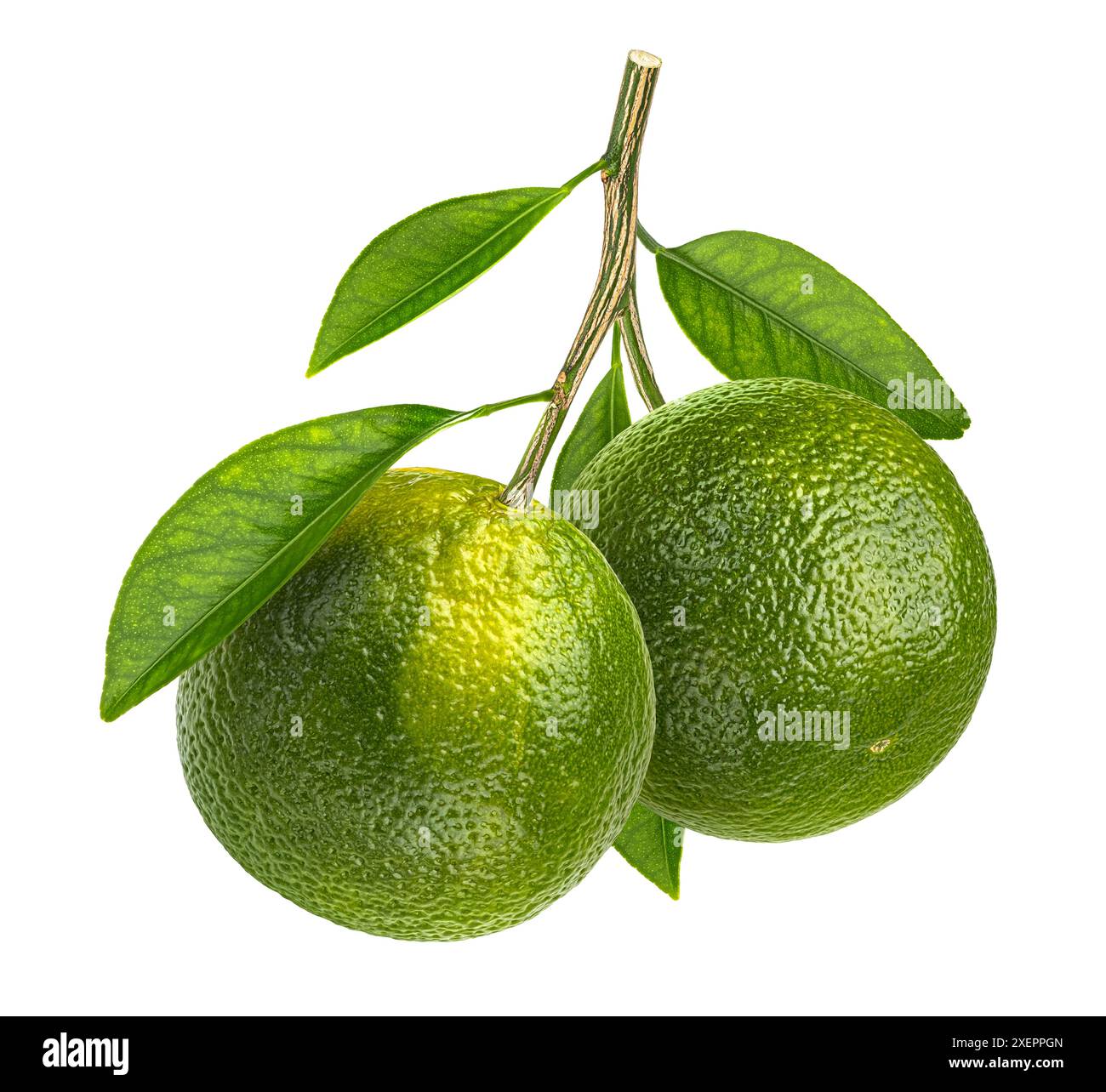 Two green lime fruits on branch with leaves isolated on white ...