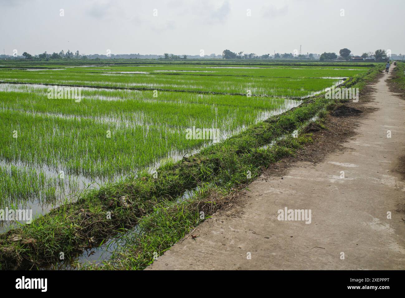 Hoi An, Vietnam - 5 Feb, 2024: Rice Fields in rural farmland on the ...
