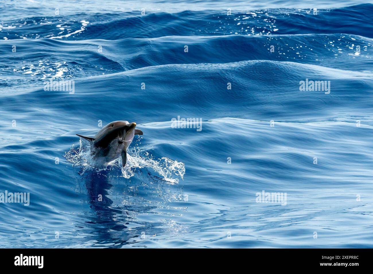 striped dolphin Jumping in the deep blue sea slow motion Stock Photo ...