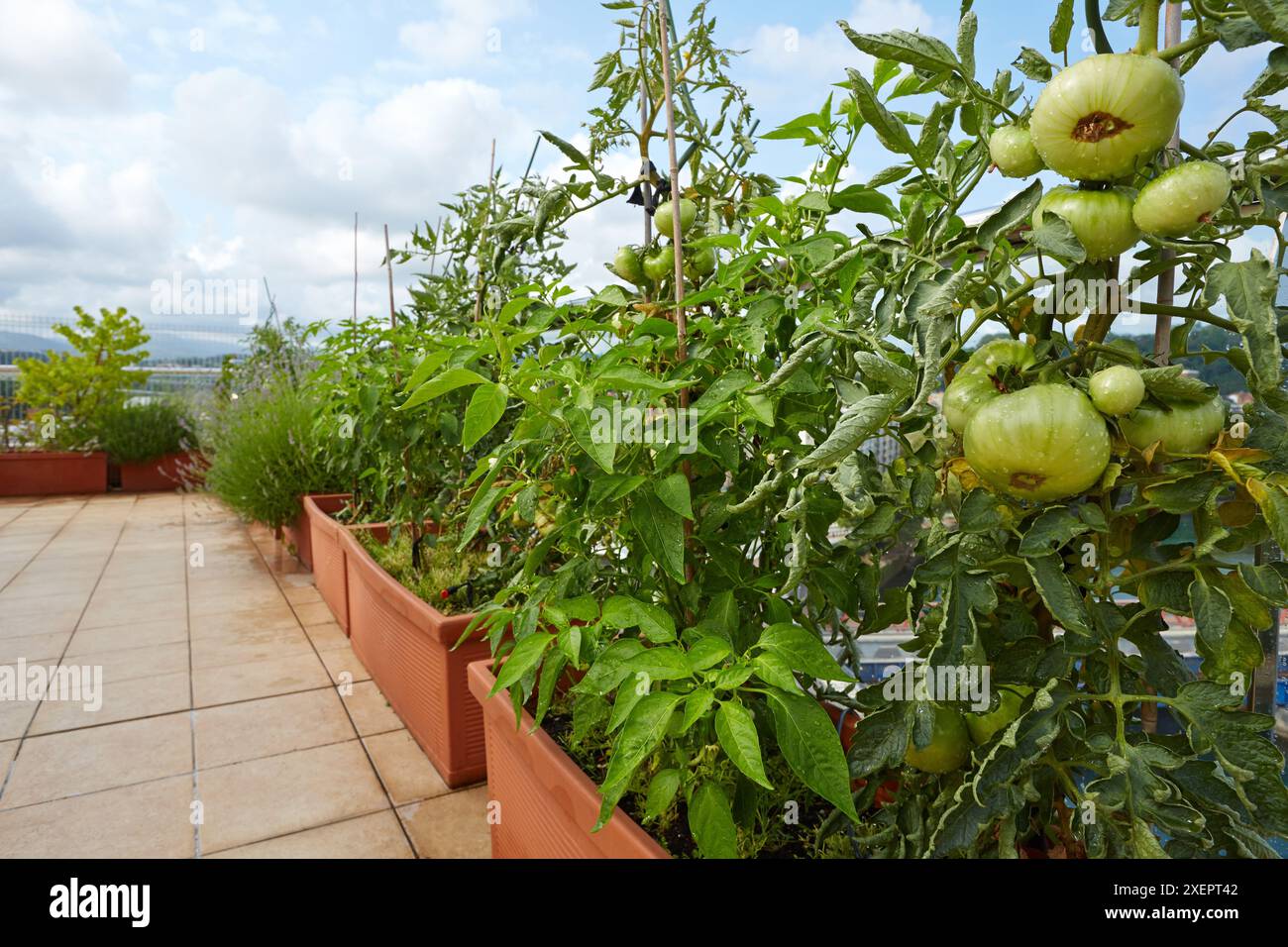 Urban garden. Tomato and pepper plants. Terrace housing. Donostia. San ...