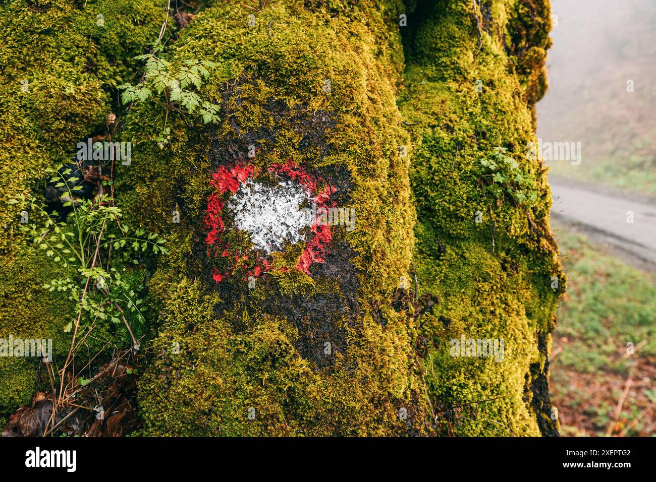 Along the hiking trail, moss-covered trees with painted markers ...