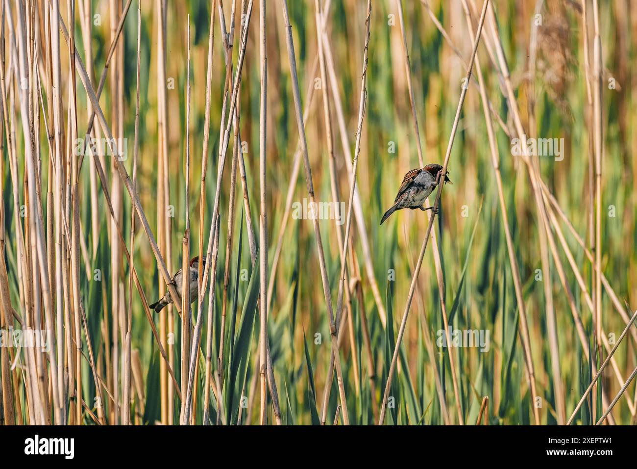 Branches amidst lush greenery hi-res stock photography and images - Alamy