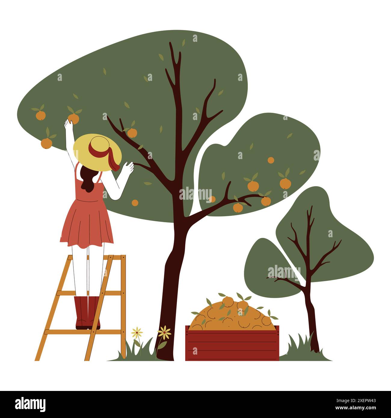 Woman or girl picking ripe fruits from orange tree. Female farmer ...