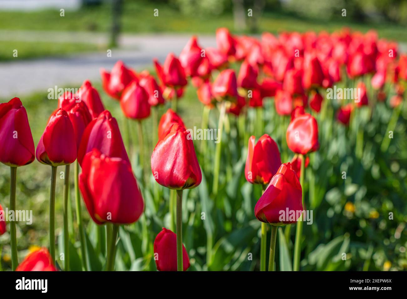 close-up of blooming red tulips. tulip flowers with deep red petals ...