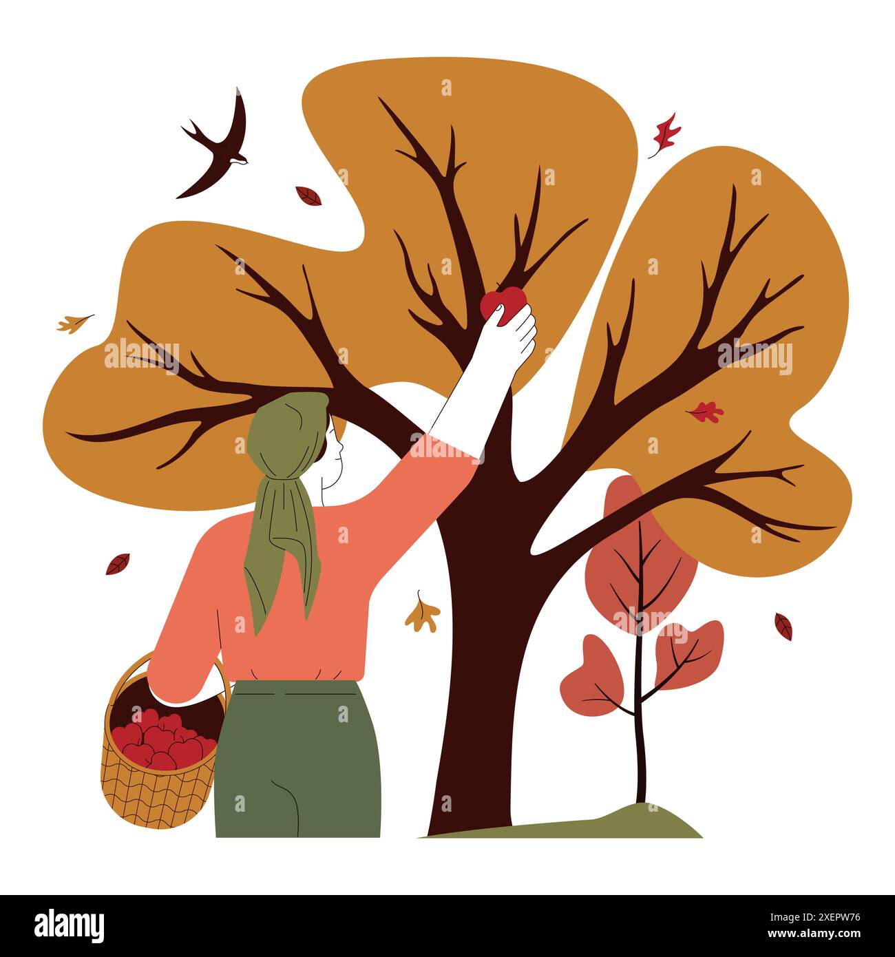 Woman picking ripe fruits from apple tree. Female farmer collecting ...