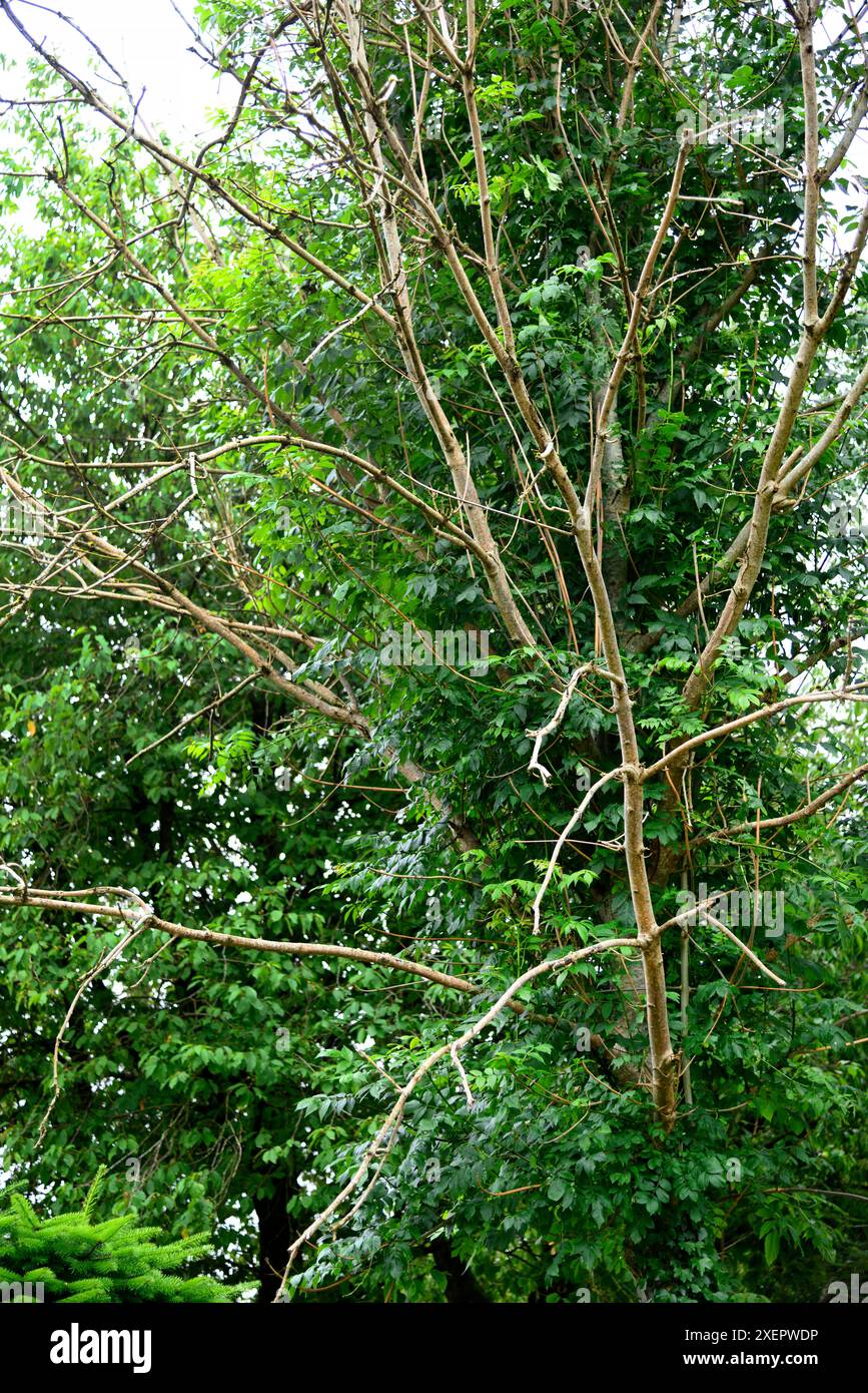 Tree die back Stock Photo - Alamy