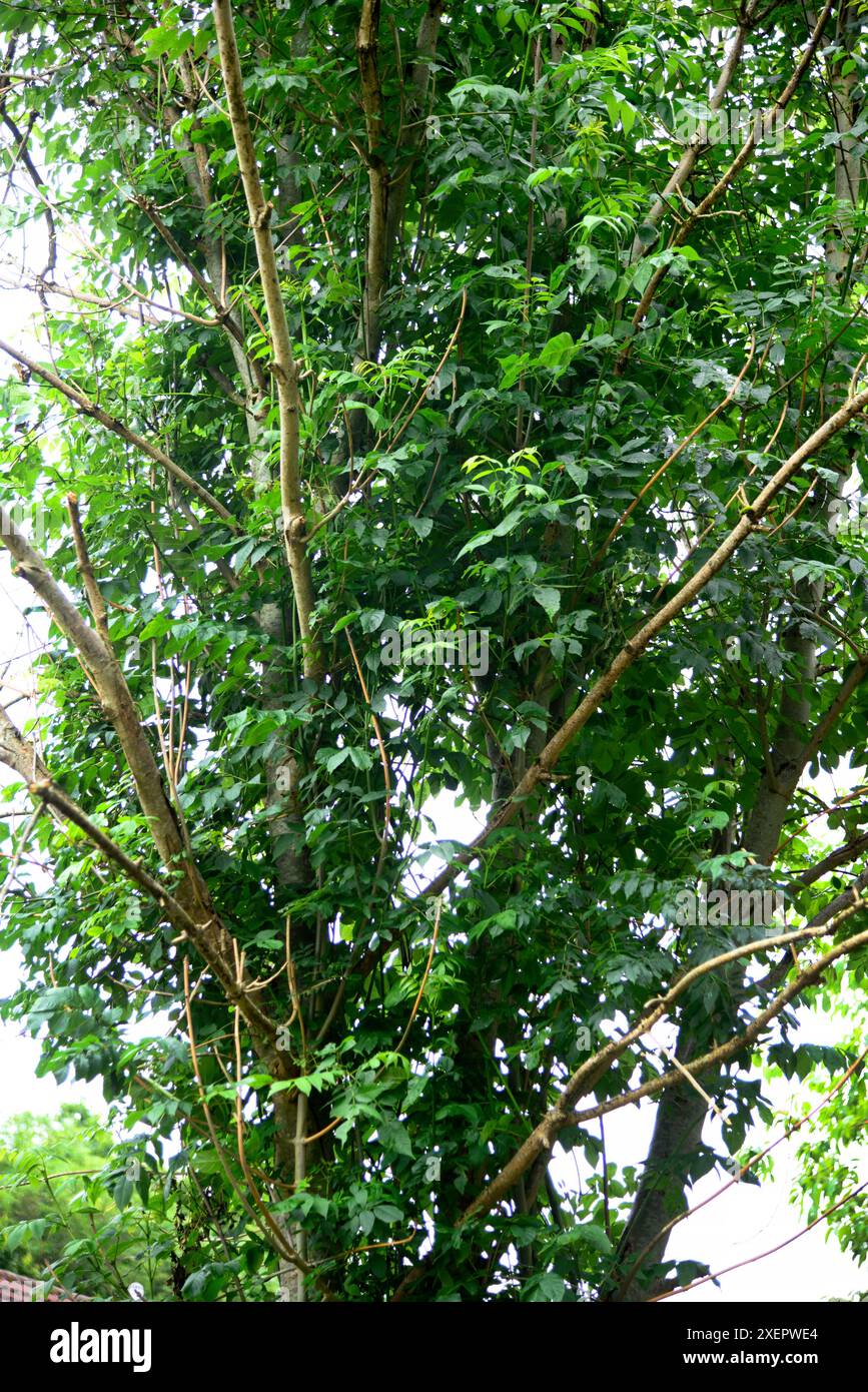 Tree die back Stock Photo - Alamy