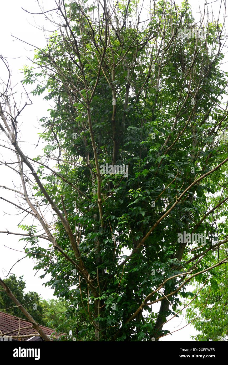 Tree die back Stock Photo - Alamy