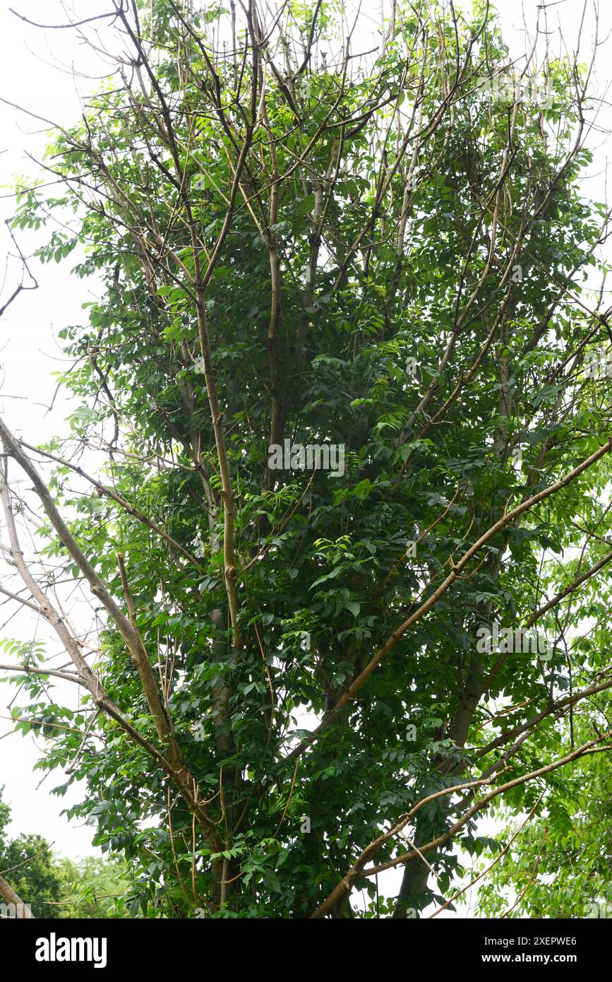 Tree die back Stock Photo - Alamy