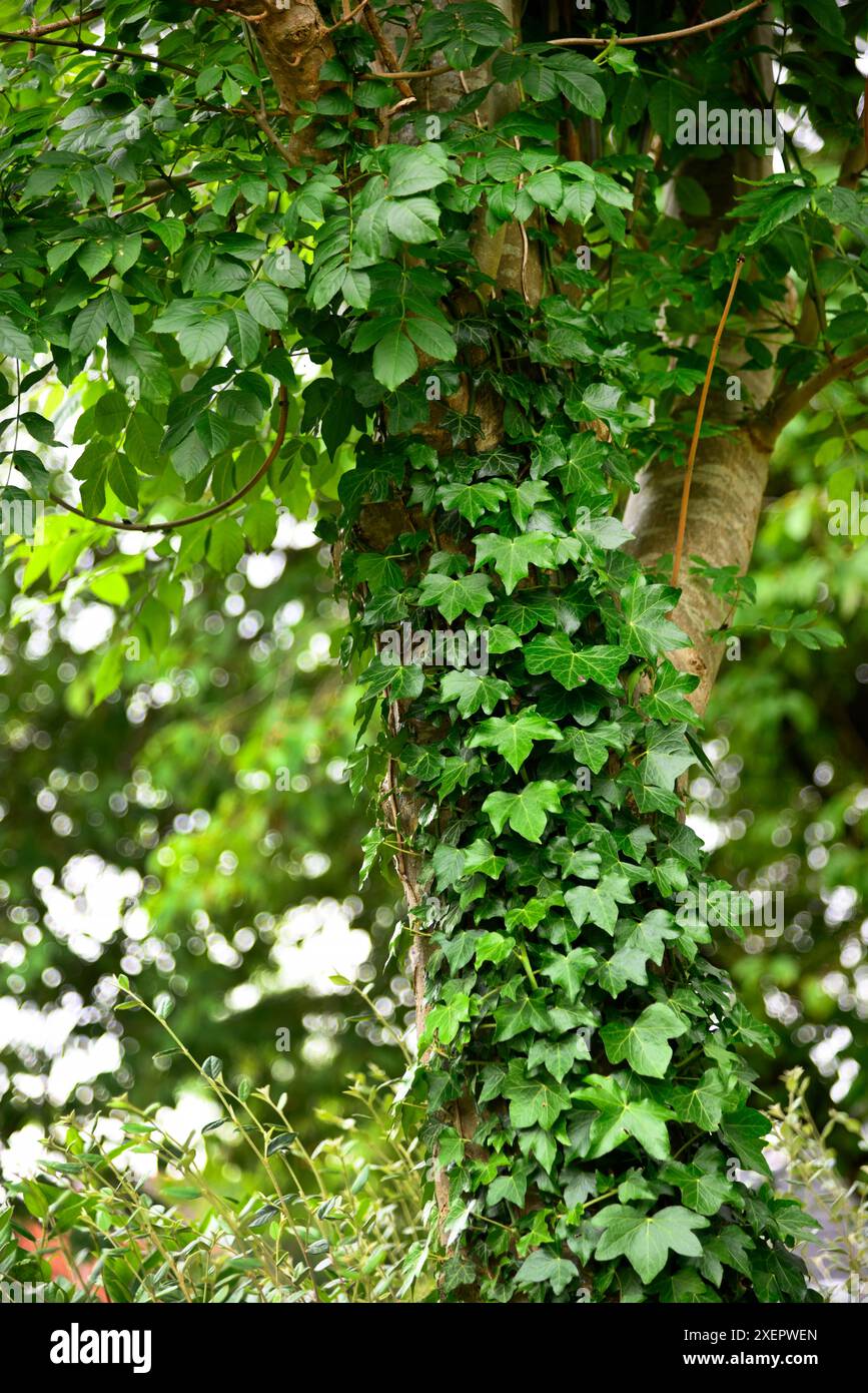 Tree die back Stock Photo - Alamy