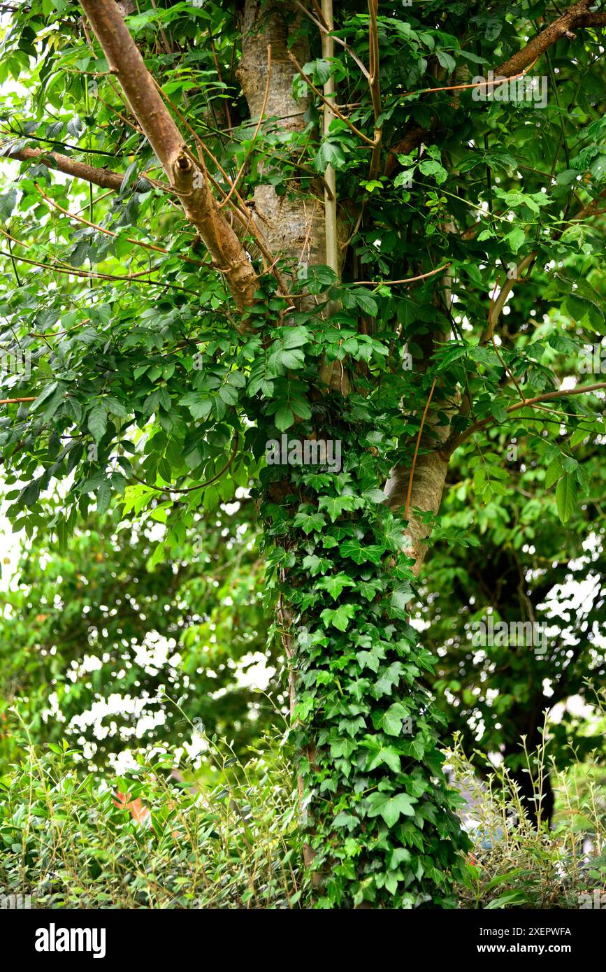 Tree die back Stock Photo - Alamy