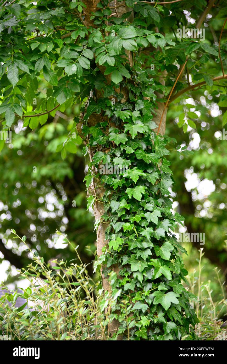Tree die back Stock Photo - Alamy