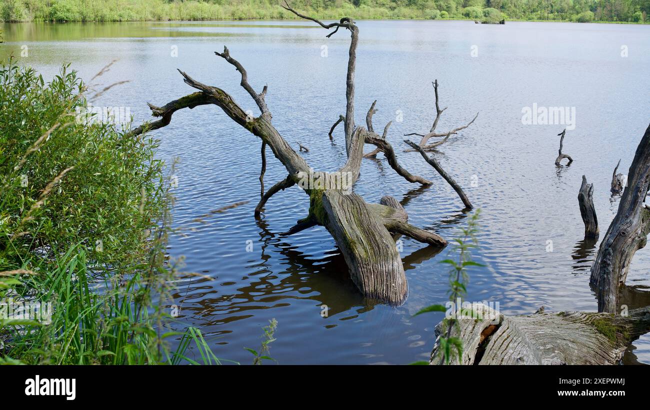 Fallen tree branch lake water hi-res stock photography and images - Alamy