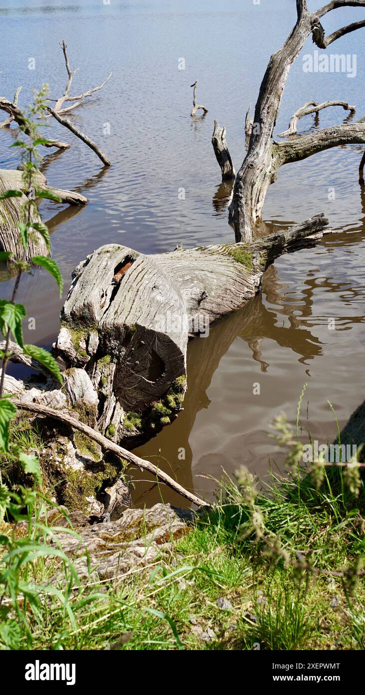 Tree log in water hi-res stock photography and images - Alamy