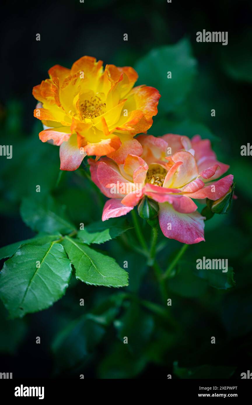 Miniature Rose bush with yellow and pink flowers, on a dark background ...