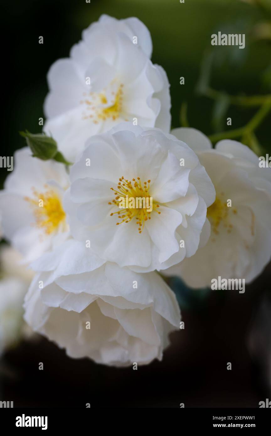 Miniature roses hi-res stock photography and images - Alamy