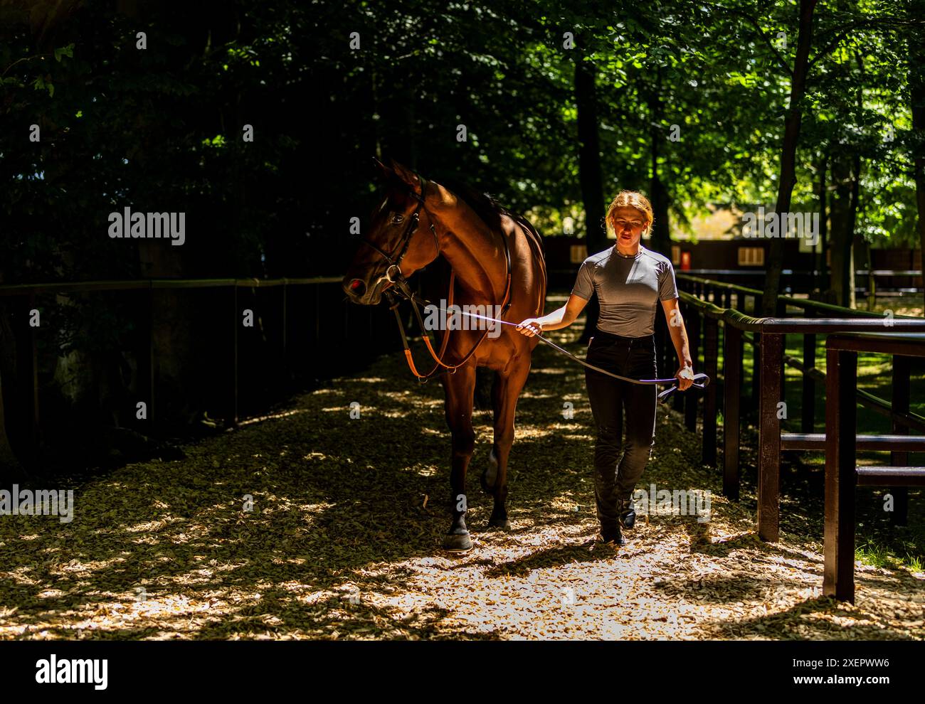 A horse being walked around the pre-parade ring at Newmarket Racecourse ...