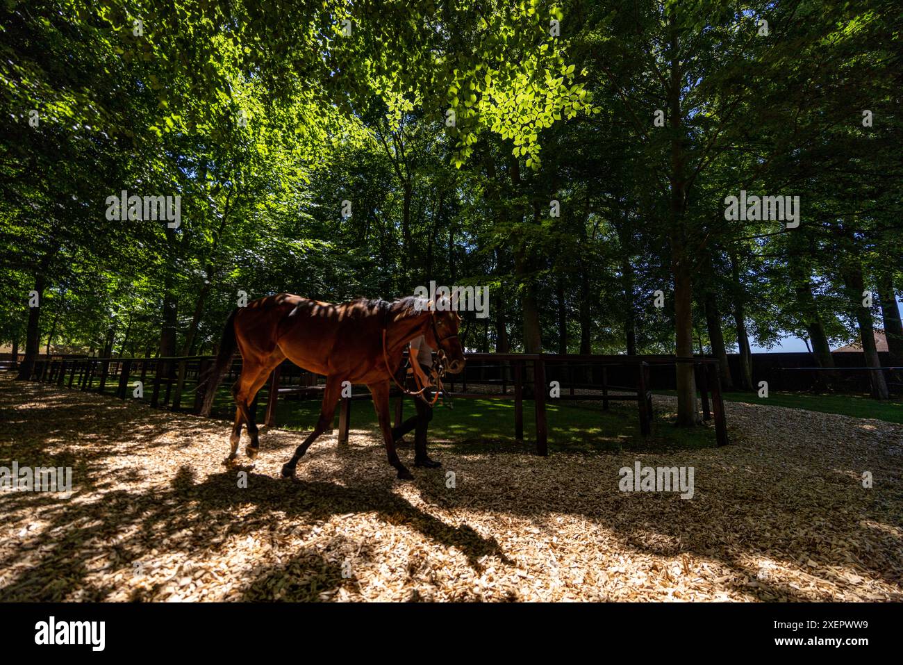 A horse being walked around the pre-parade ring at Newmarket Racecourse ...