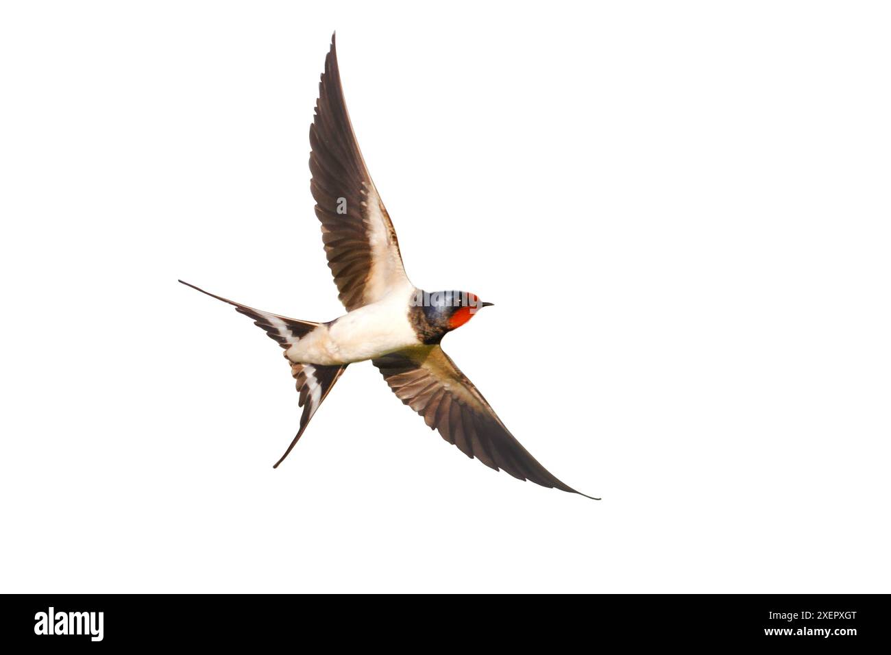 bird flies with its wings spread, barn swallow isolated Stock Photo - Alamy