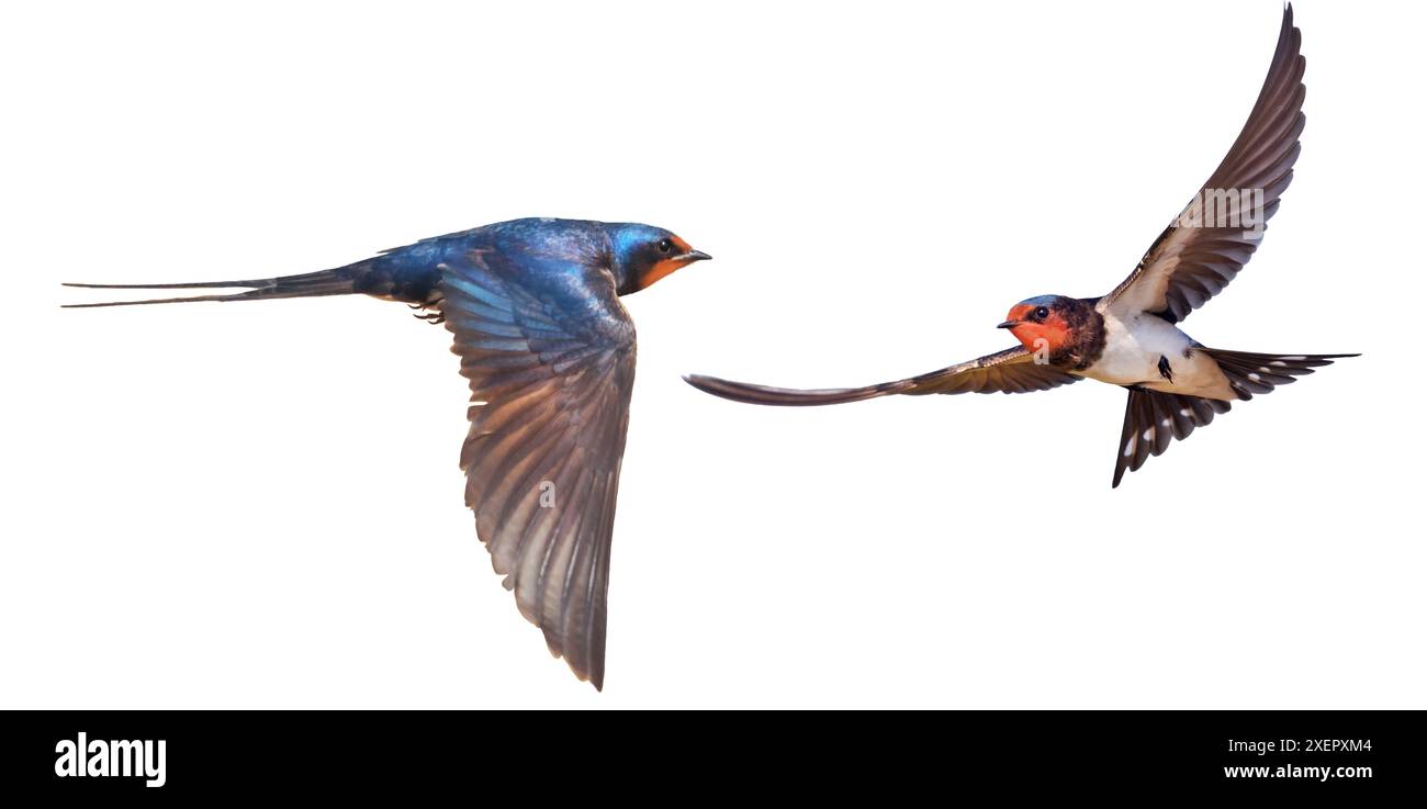Group of swallows Cut Out Stock Images & Pictures - Alamy
