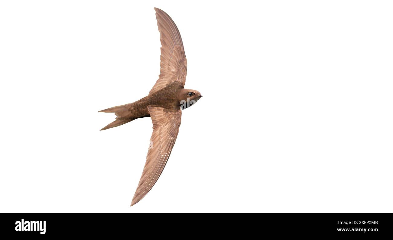 fast flight, bird in flight, swift, isolated, wild nature, graceful ...