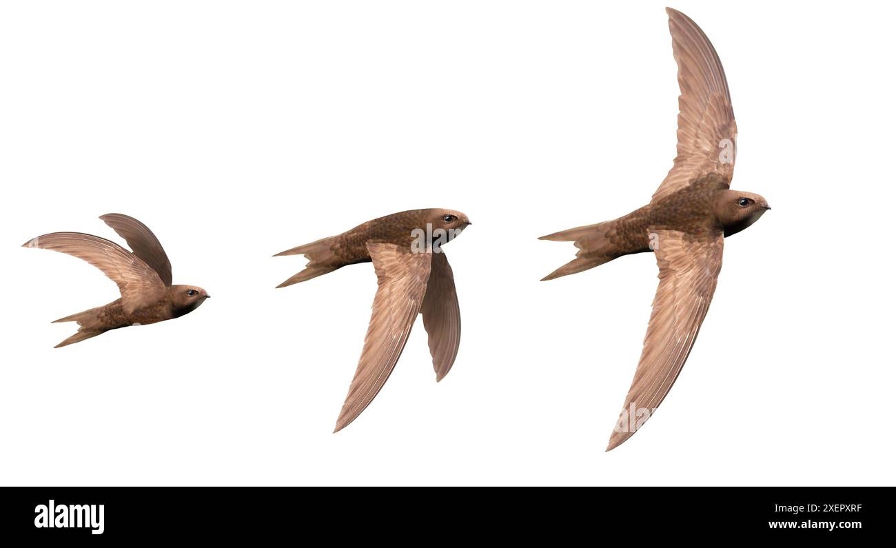 moments of bird flight, swift isolated on white, wild nature, graceful ...