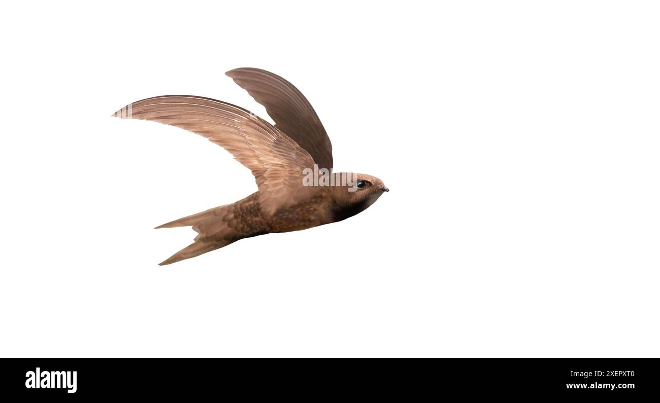 swift flies with its wings spread, isolated Stock Photo - Alamy