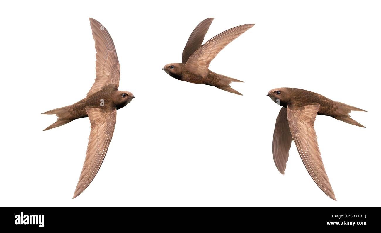 swifts in flight isolated on white background Stock Photo - Alamy